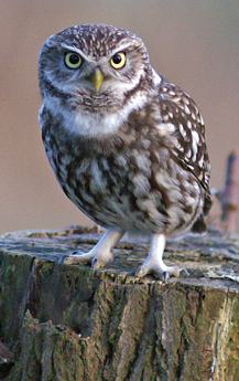 Welke kleur heeft een steenuil? – Marion Braakman